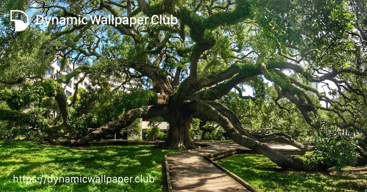 100 Year Old Oak Tree - Dynamic Wallpaper Club