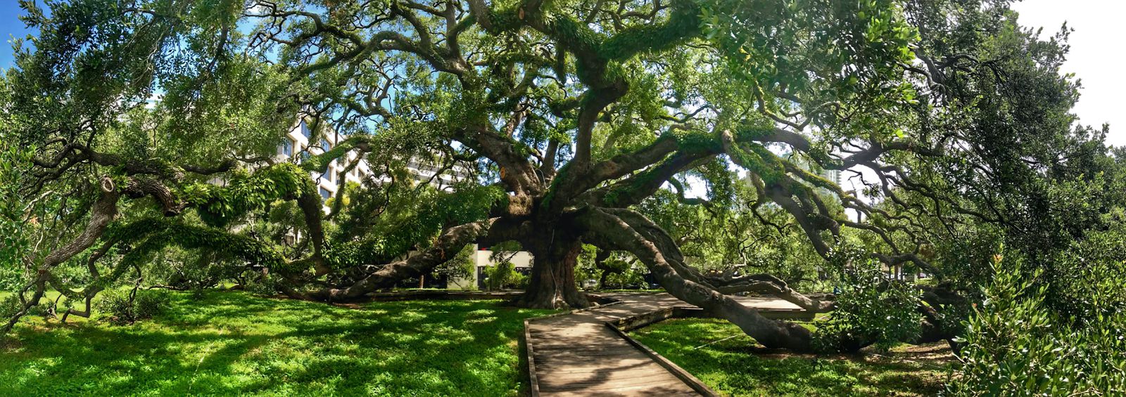 100 Year Old Oak Tree - Dynamic Wallpaper Club