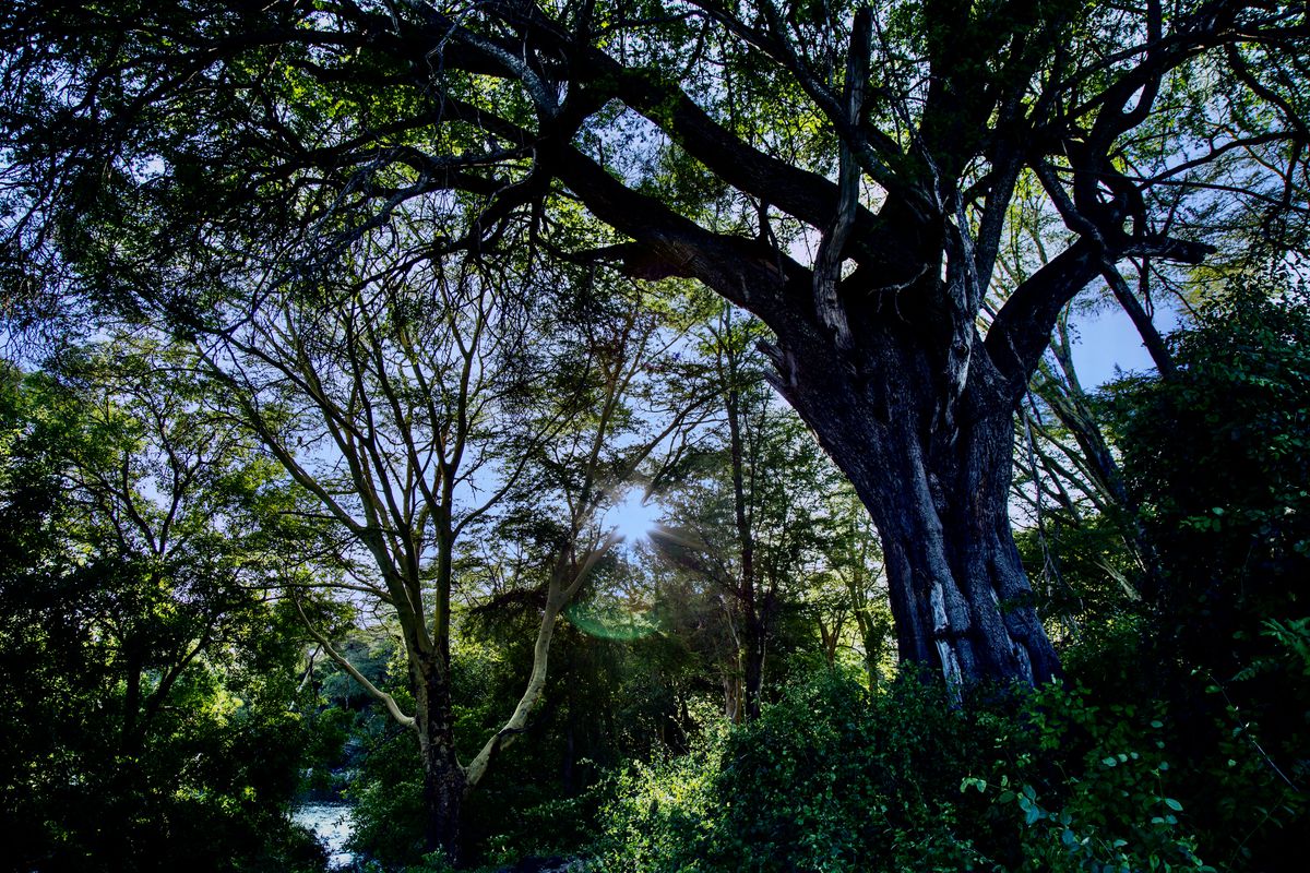 Dynamic Wallpaper Gallery - Dynamic Wallpaper Club