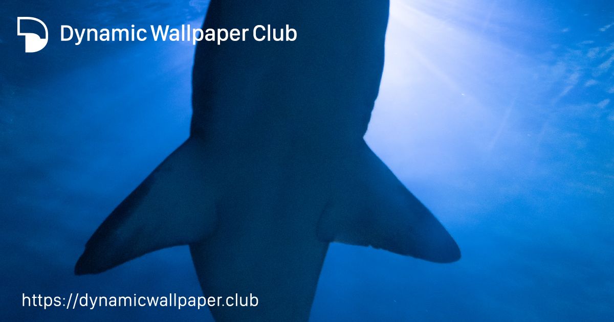 sharky - Dynamic Wallpaper Club