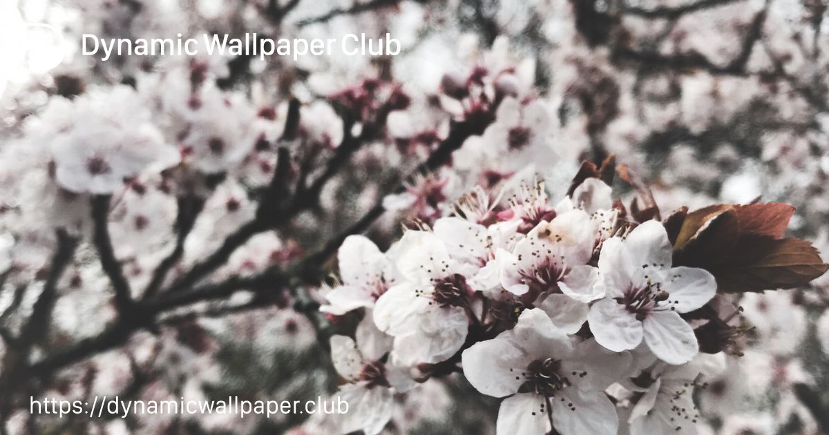 Nature - Dynamic Wallpaper Club