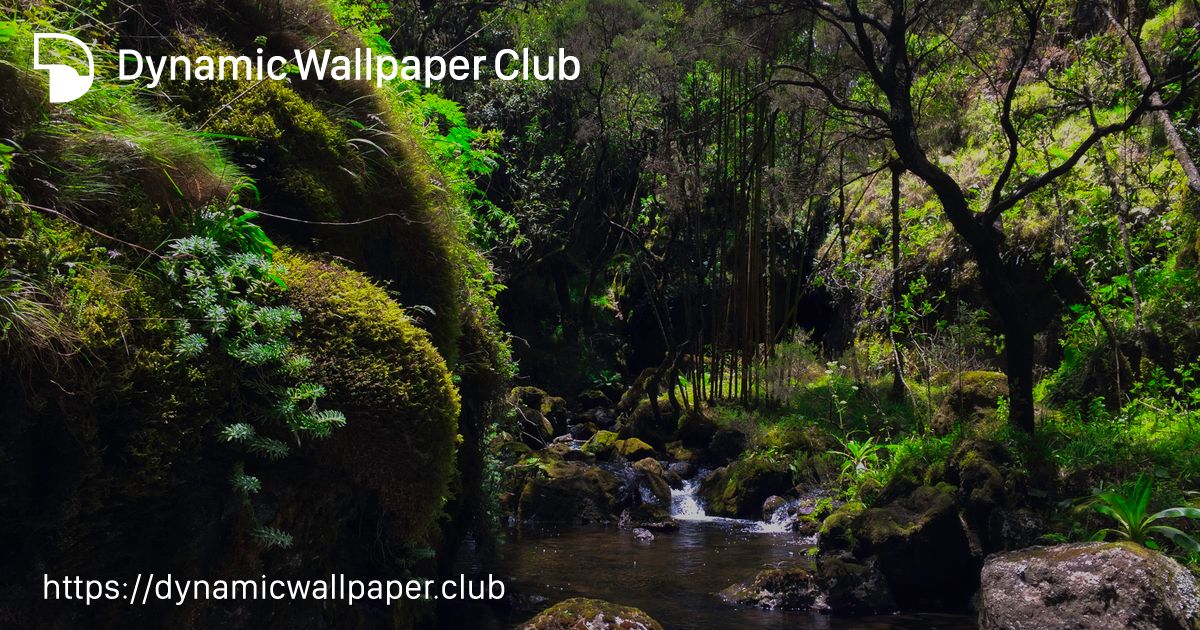 first one - Dynamic Wallpaper Club