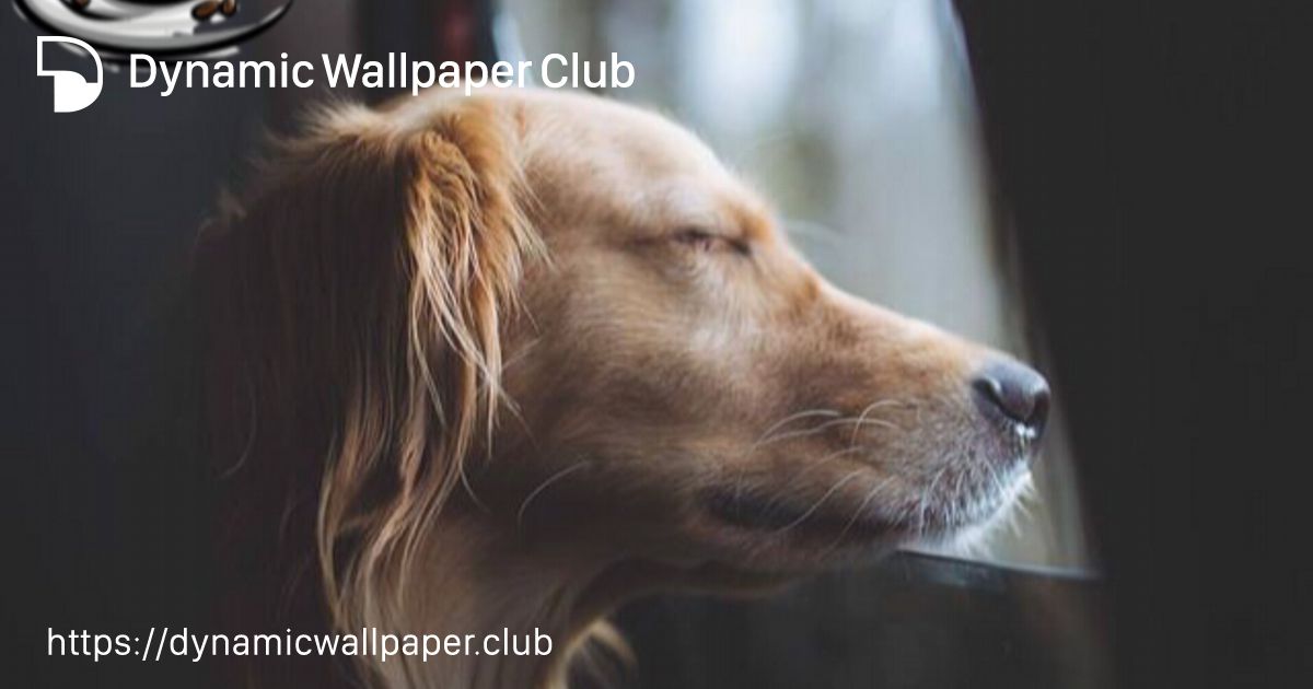 New dogs - Dynamic Wallpaper Club