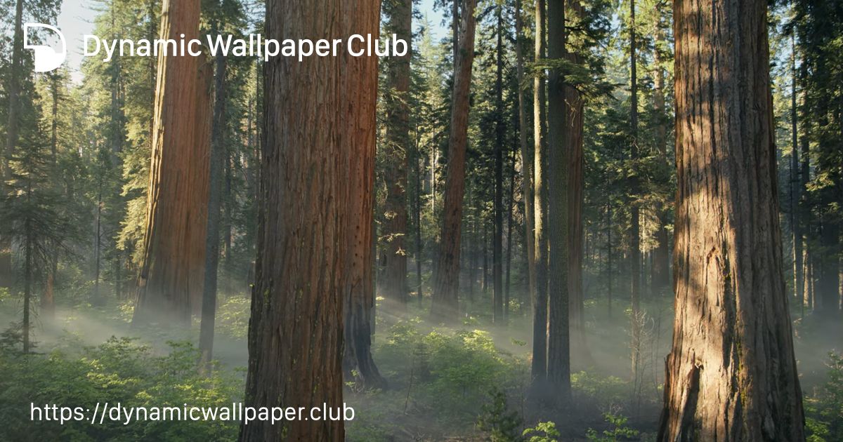 Sequoia - Dynamic Wallpaper Club
