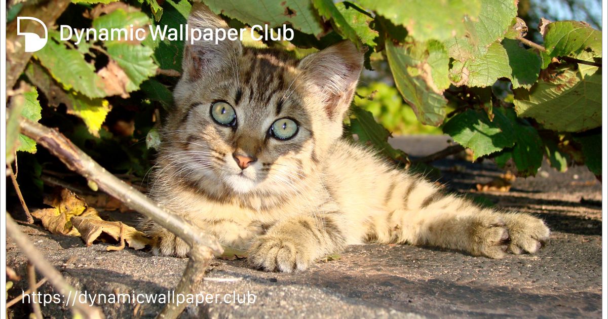 Papy Nounn - Dynamic Wallpaper Club