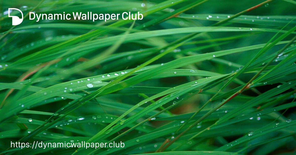 Grass - Dynamic Wallpaper Club