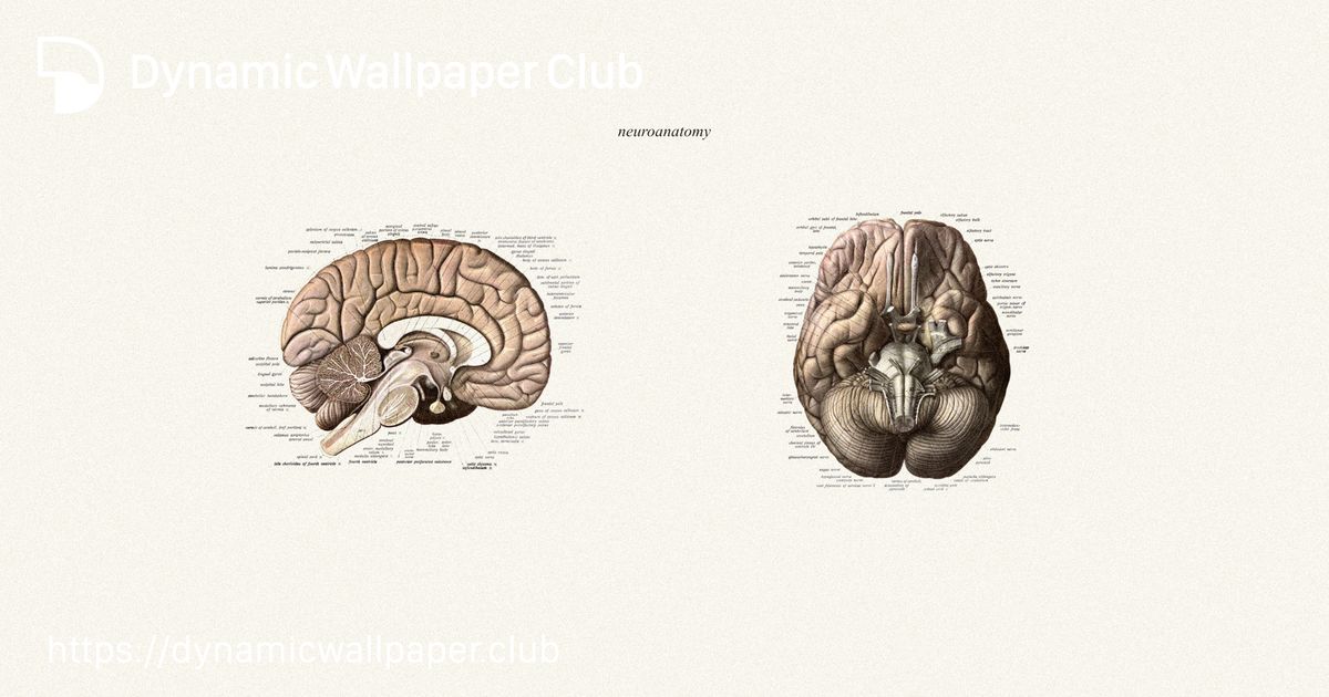 Neuroanatomy - Dynamic Wallpaper Club
