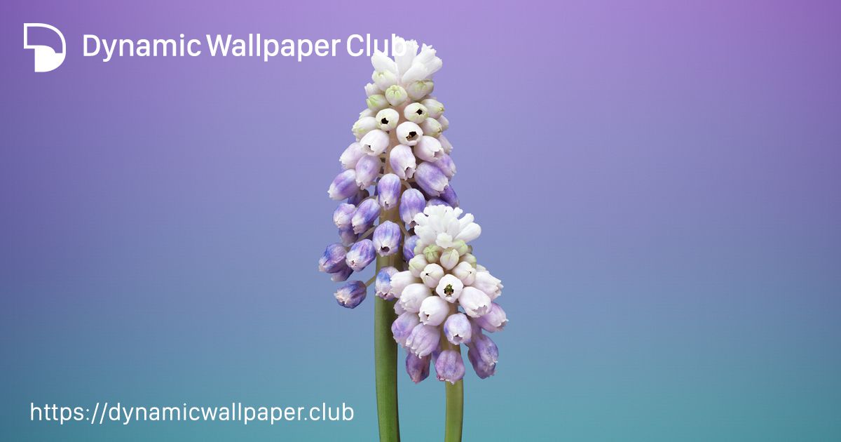 Flower - Dynamic Wallpaper Club