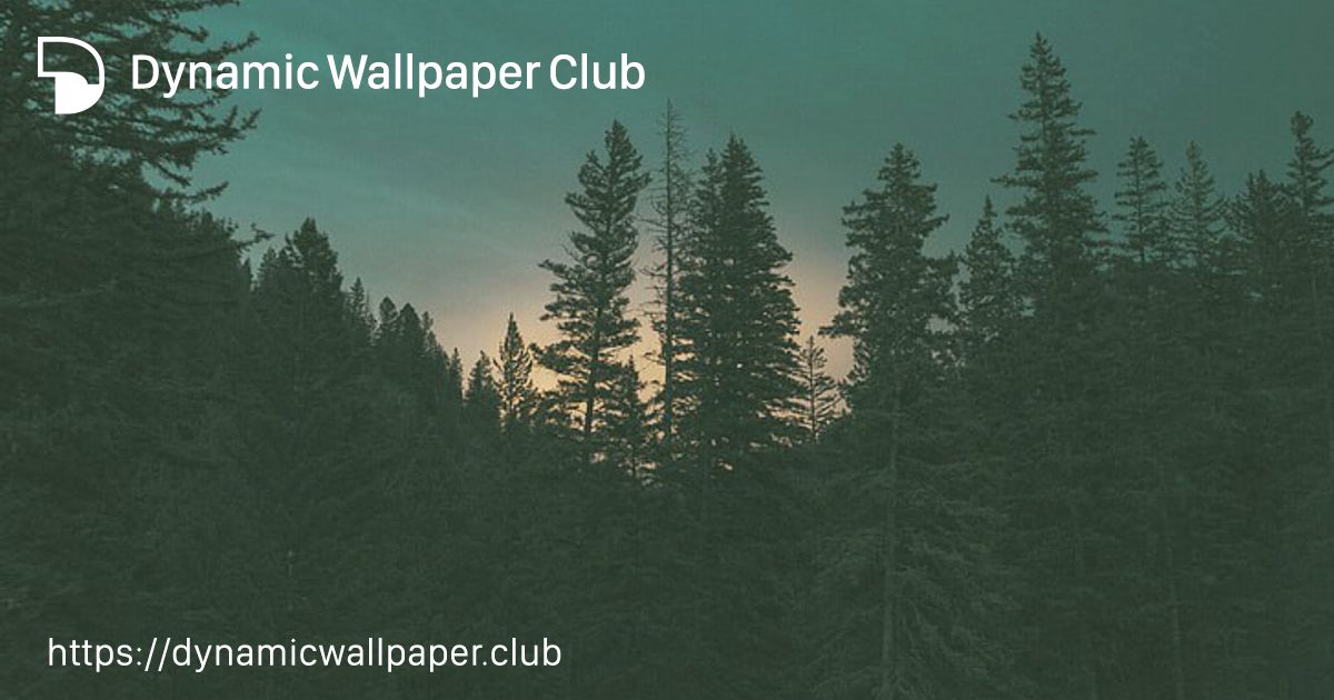 Pine tree daliy - Dynamic Wallpaper Club