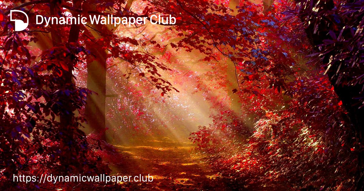 fall - Dynamic Wallpaper Club