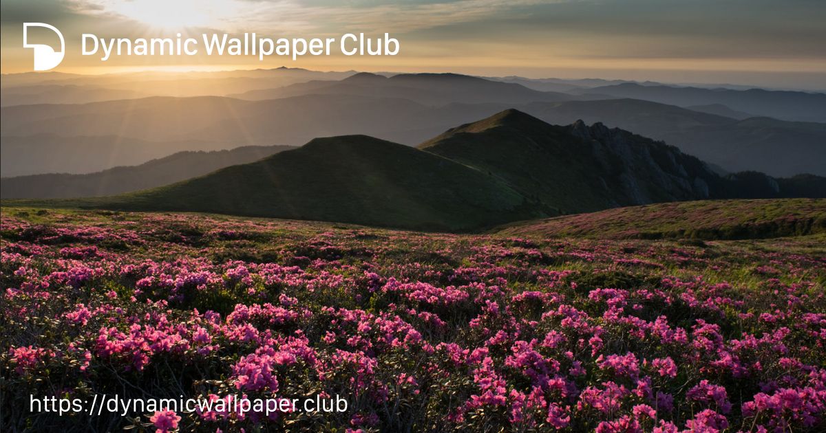 throughout the day - Dynamic Wallpaper Club