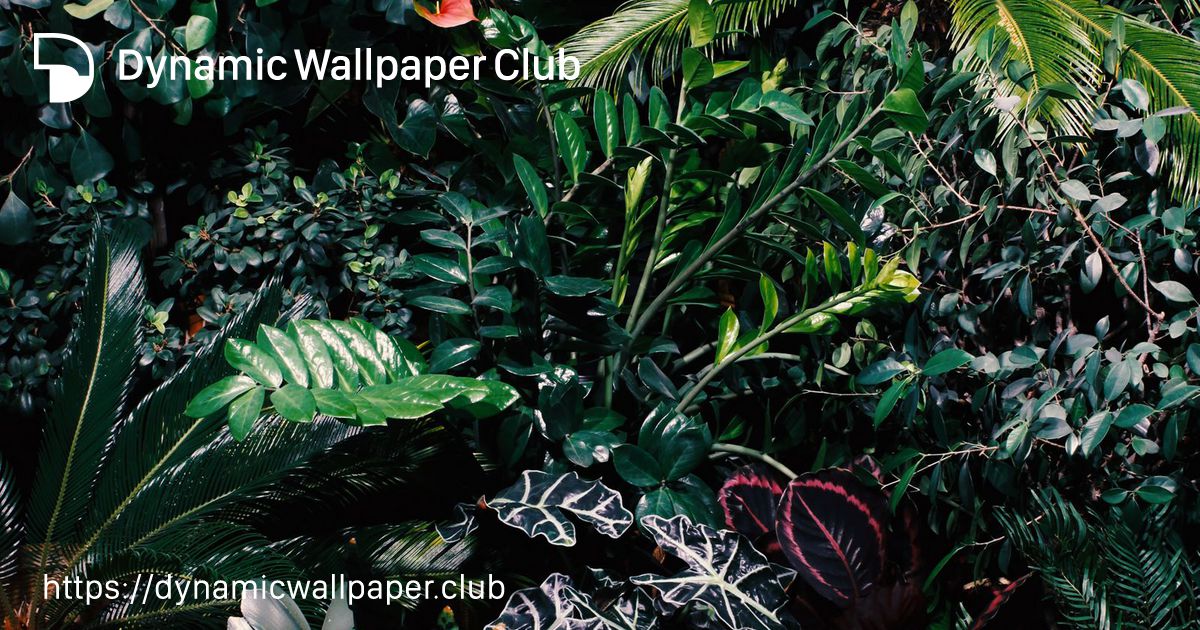 Tropics - Dynamic Wallpaper Club