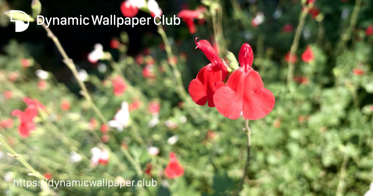 Flowers - Dynamic Wallpaper Club