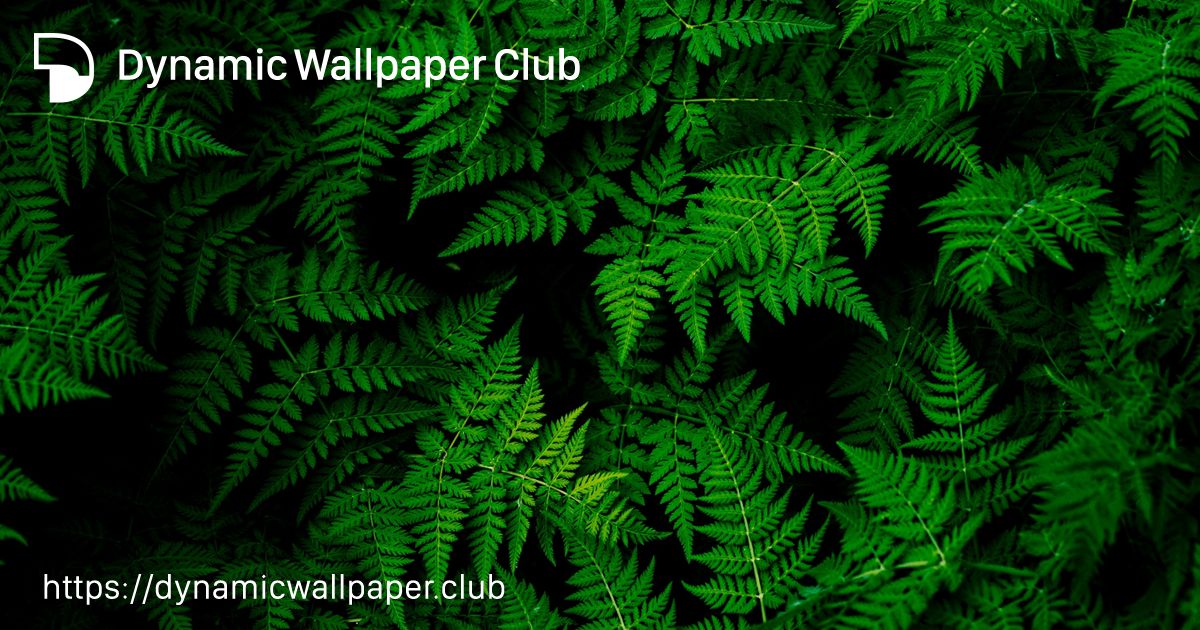 Fern - Dynamic Wallpaper Club