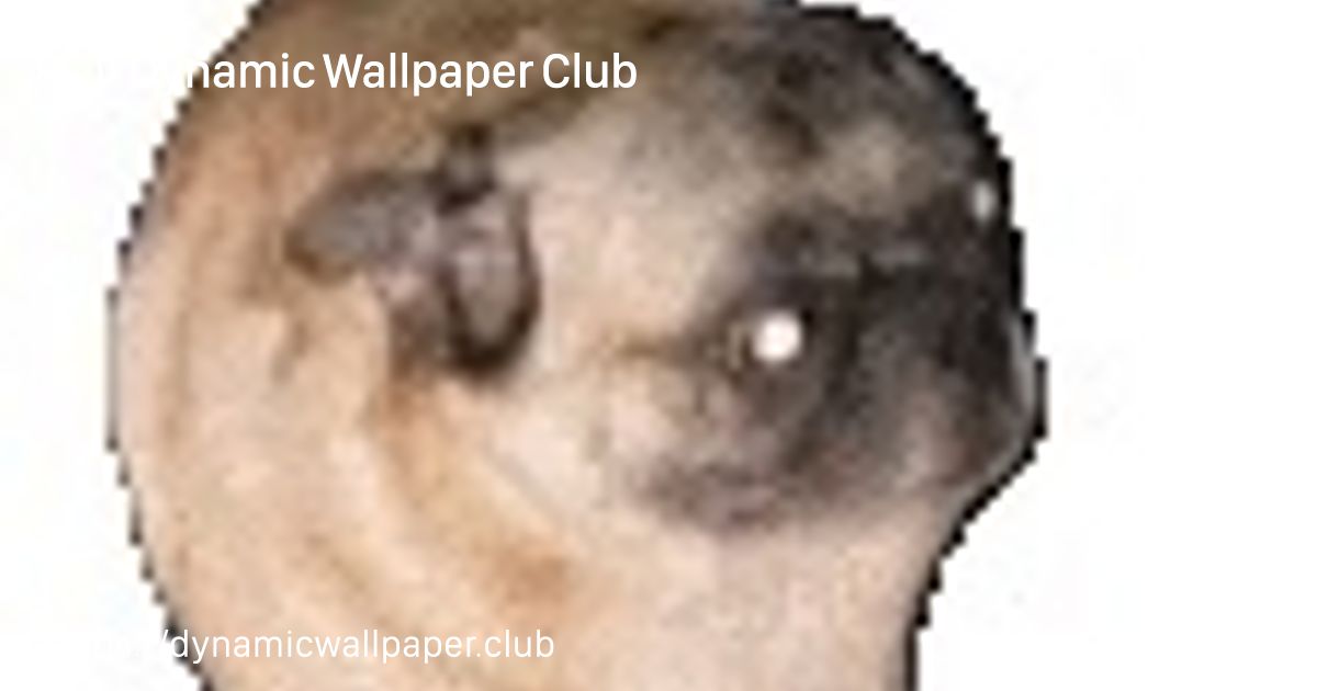 Pug - Dynamic Wallpaper Club