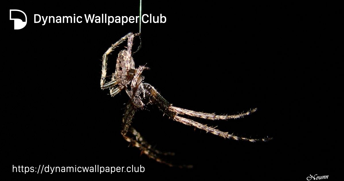 Papy - Dynamic Wallpaper Club