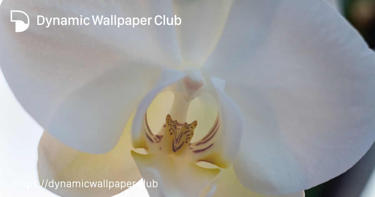orchid - Dynamic Wallpaper Club