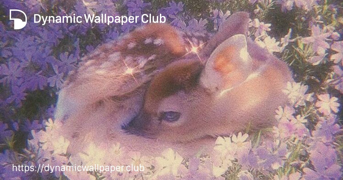 AESTHETIC - Dynamic Wallpaper Club