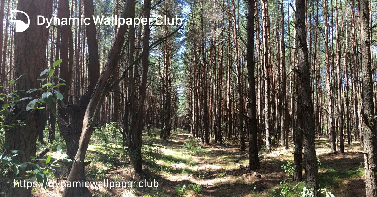 Custom - Dynamic Wallpaper Club