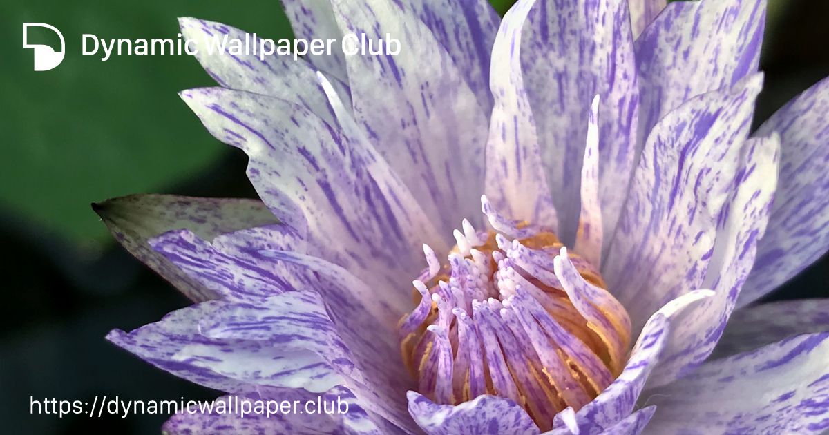 lotus3 - Dynamic Wallpaper Club