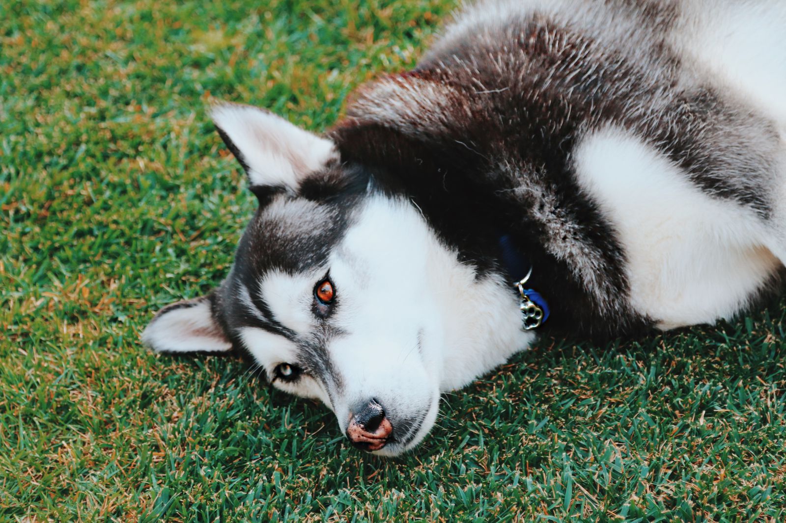 Dynamic Wallpaper Gallery - Dynamic Wallpaper Club