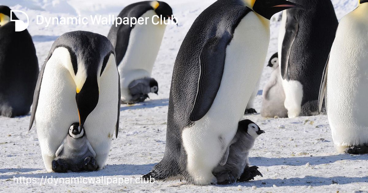 Penguins - Dynamic Wallpaper Club