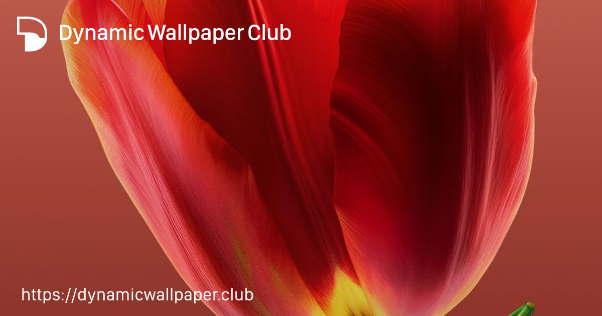 Red Flower - Dynamic Wallpaper Club