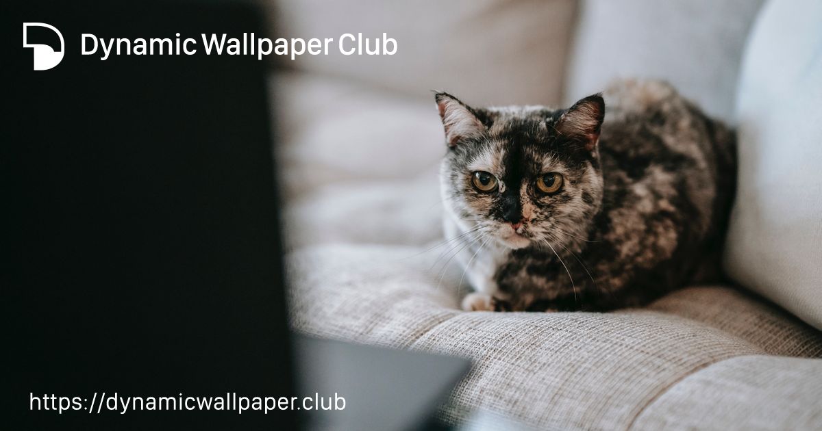 ca - Dynamic Wallpaper Club