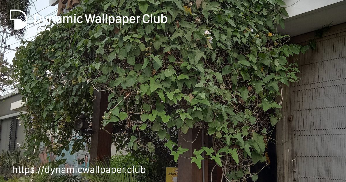 Waroeng Pati - Dynamic Wallpaper Club