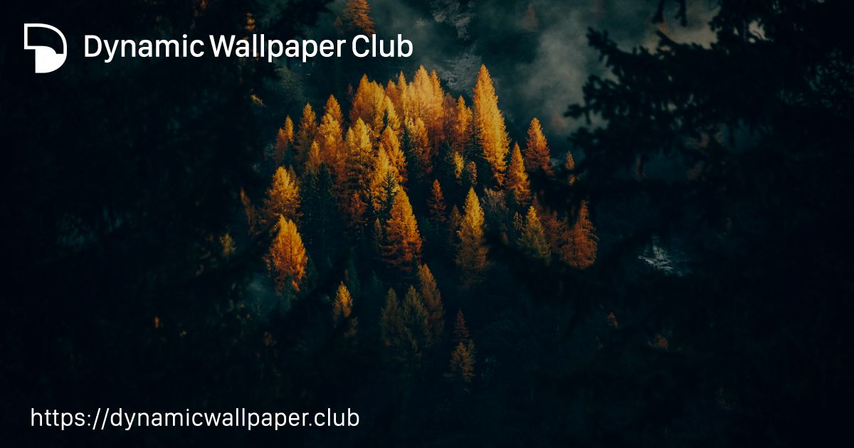 yupp - Dynamic Wallpaper Club